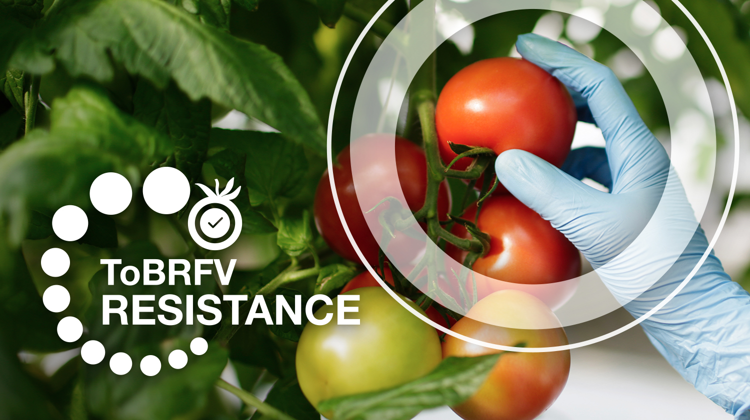 Vegetables by Bayer - ToBRFV Knowledge Center