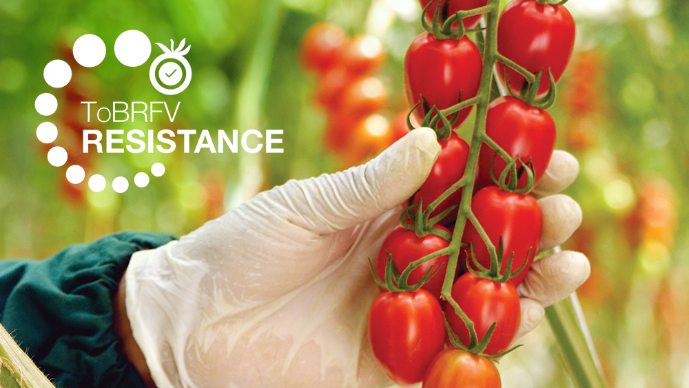 Growing with ToBRFV: A new reality #5