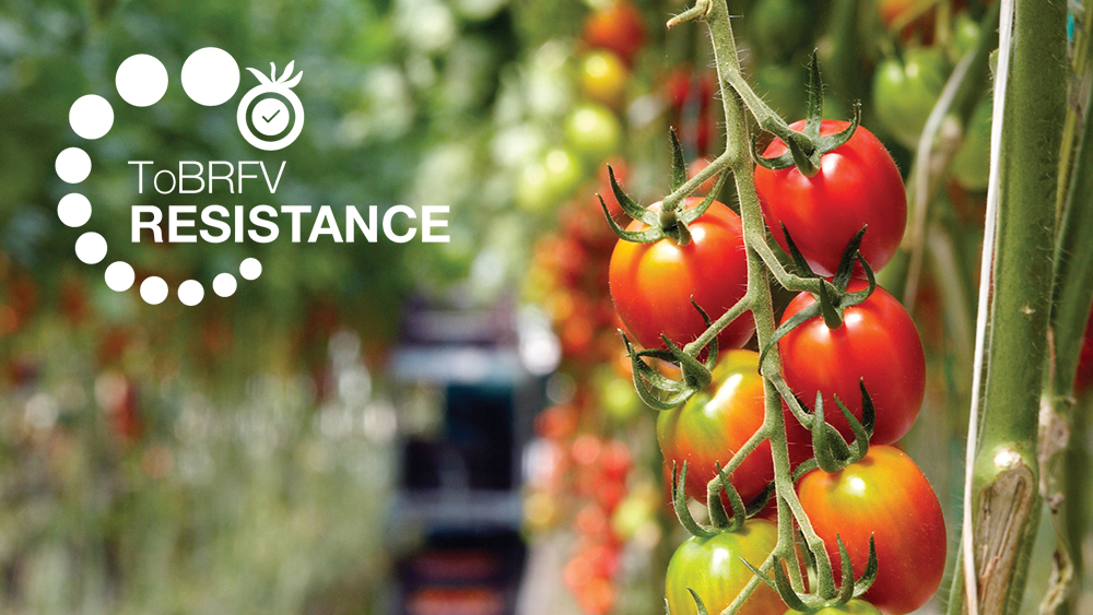 Growing with ToBRFV: A new reality #4