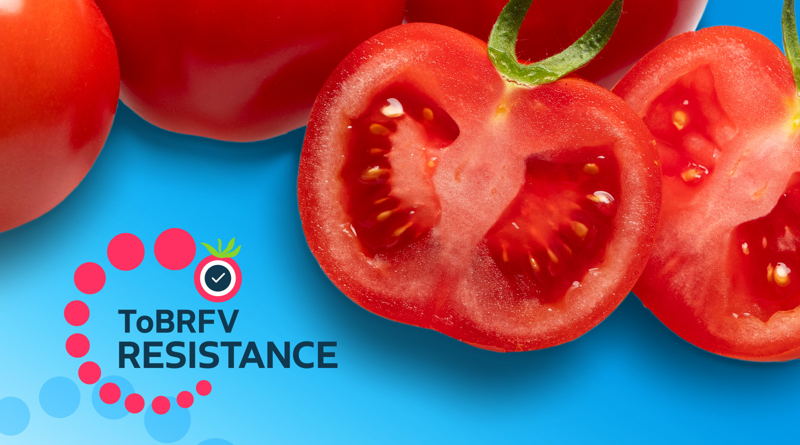 De Ruiter launches new ToBRFV portfolio