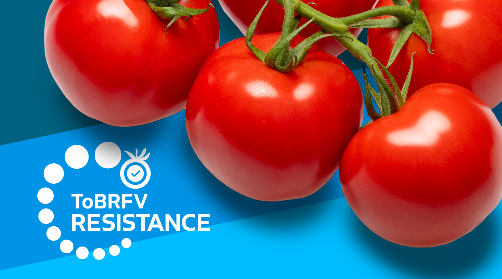 Tomato Brown Rugose Fruit Virus (ToBRFV) and co-infection with Pepino ...