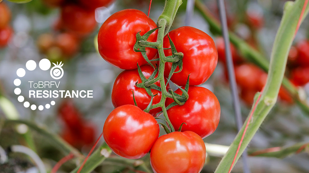 Strong tomatoes without sacrificing quality