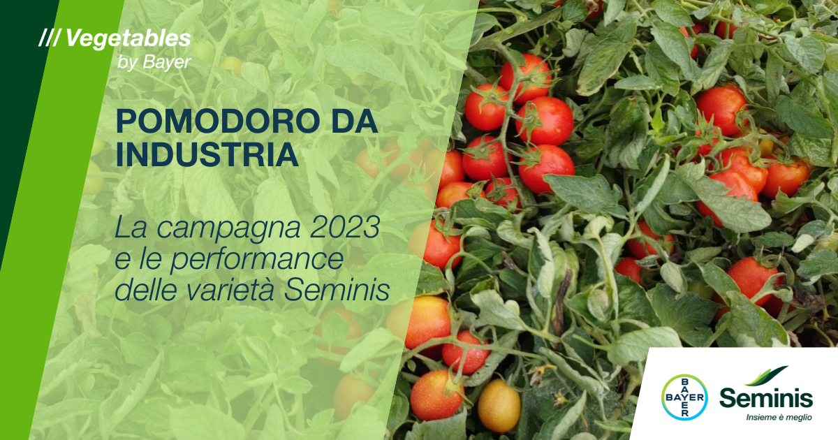 Campagna pomodoro da industria 2023: il punto di vista di Seminis ...