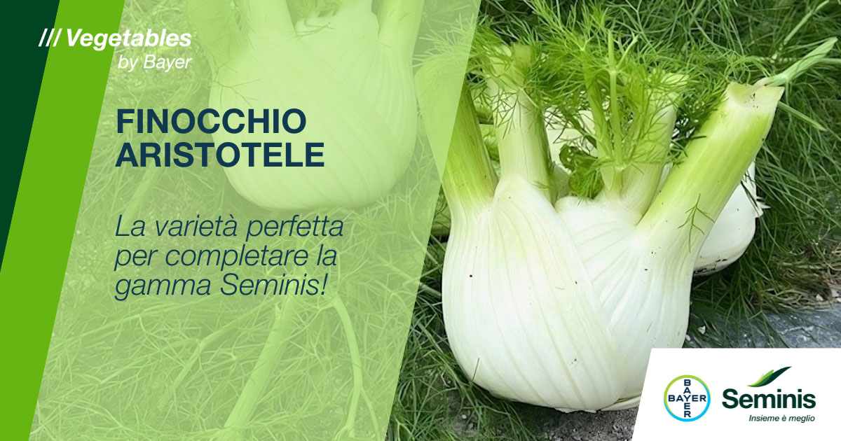 Novità nella gamma finocchio Seminis: ecco Aristotele! | Vegetables di ...