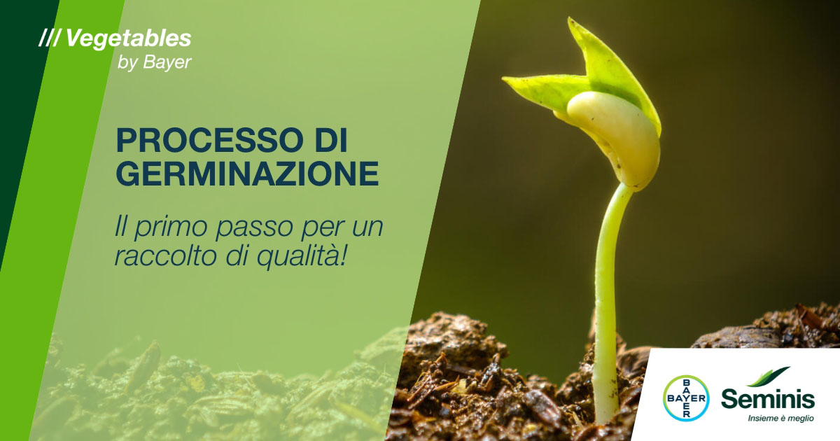 Germinazione: il primo passo per un buon raccolto | Vegetables di Bayer