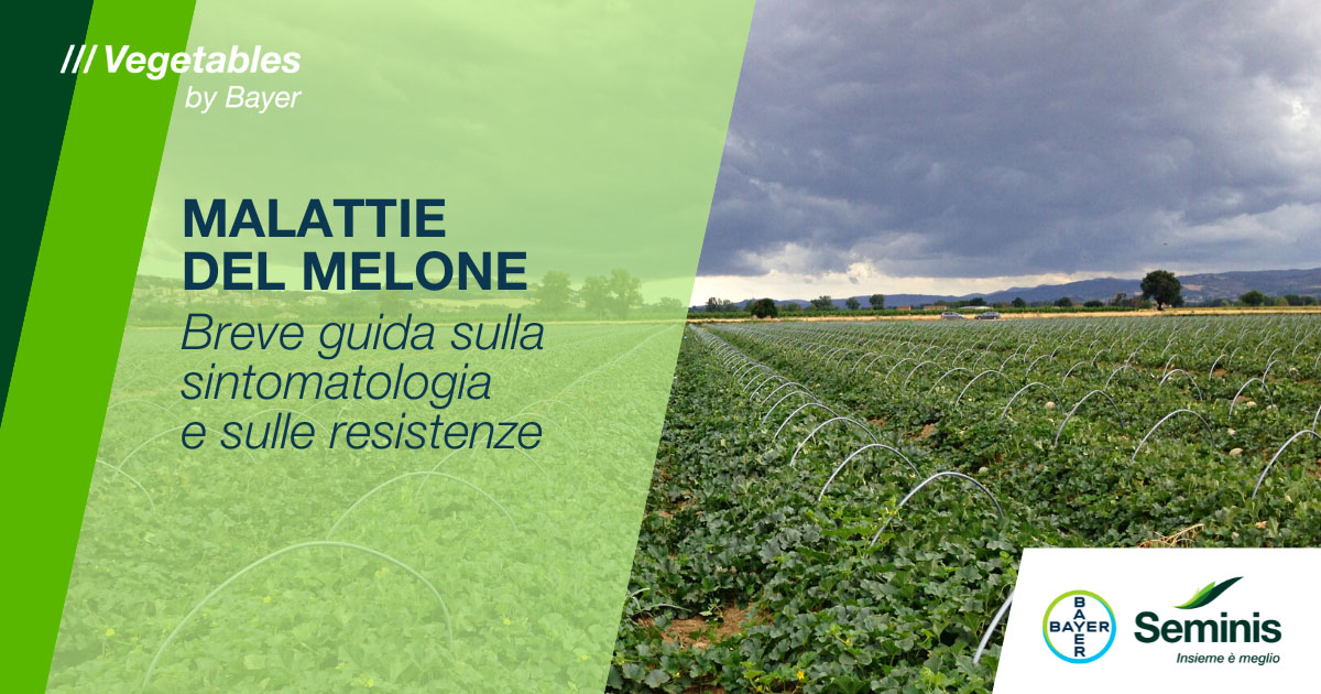 Come proteggere il melone dalle principali malattie | Vegetables di Bayer