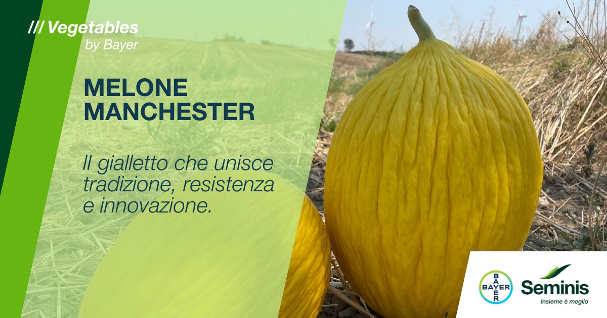 Manchester, la nuova varietà di melone gialletto di Seminis ...