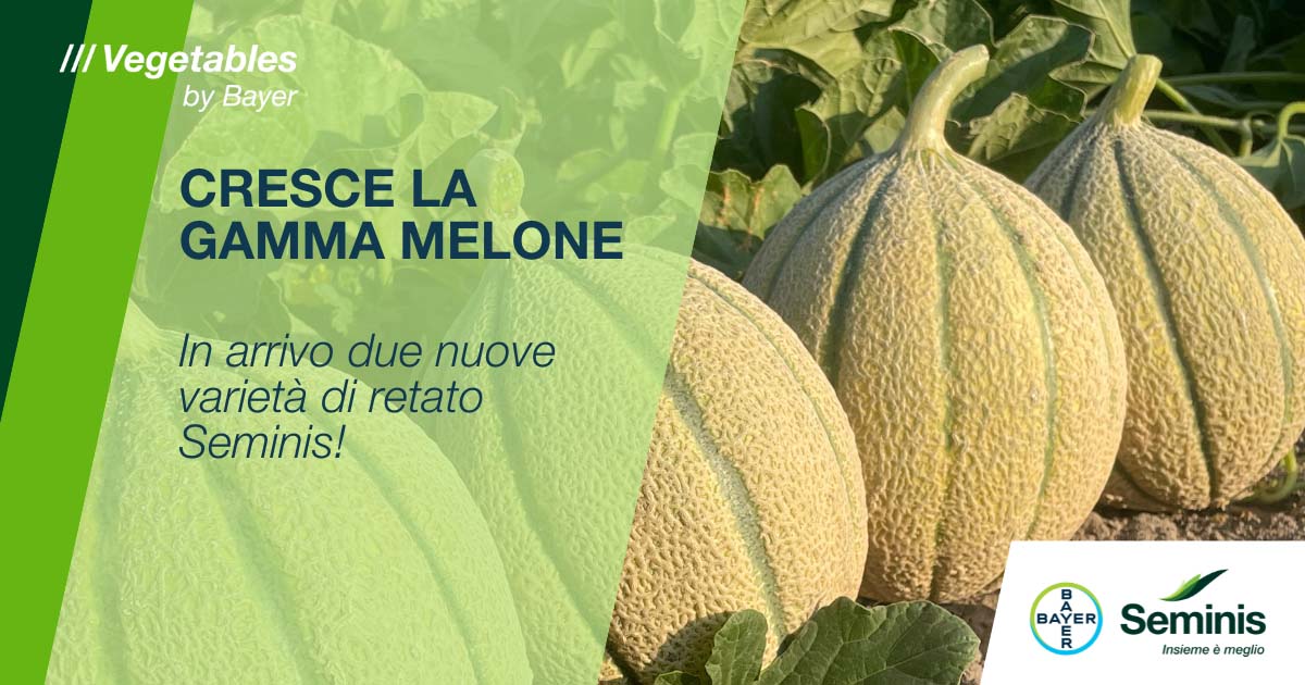Seminis lancia due nuove varietà di melone retato: SVML1545 e SVML1562 ...