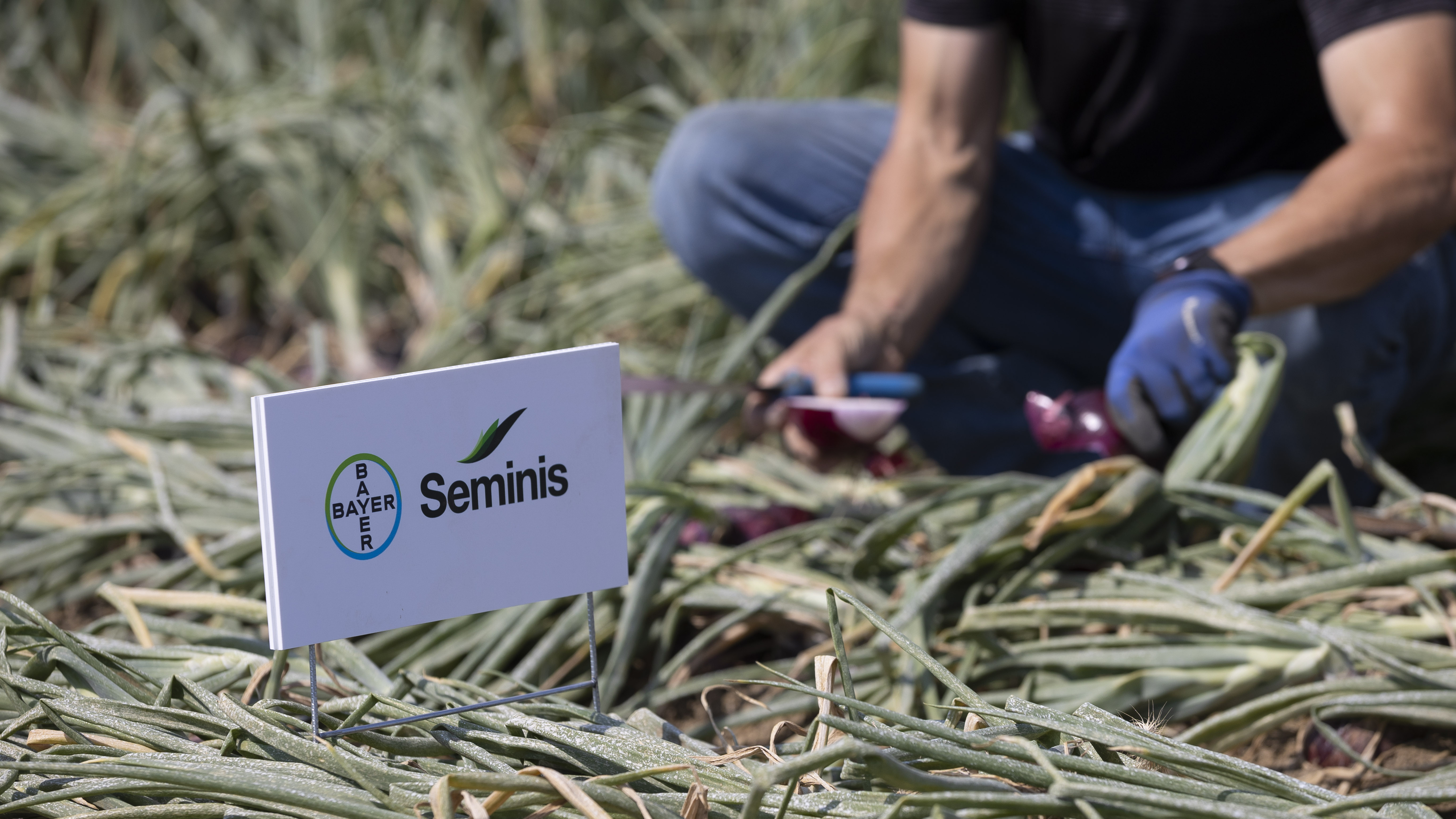 Seminis - Samen nóg beter worden