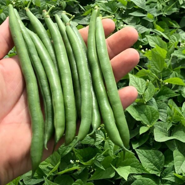SVGG1312 Bean SEMINIS