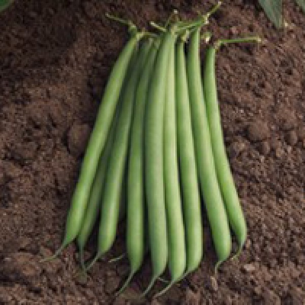 CADILLAC Bean SEMINIS
