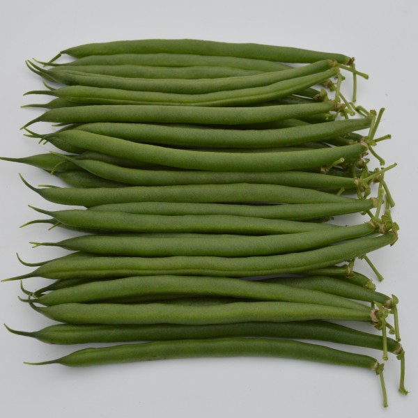 SYBARIS Bean SEMINIS