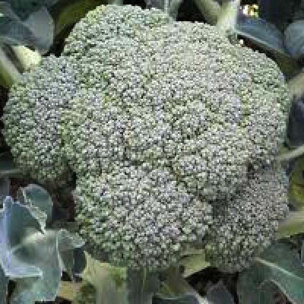 FANTASTICO Broccoli SEMINIS