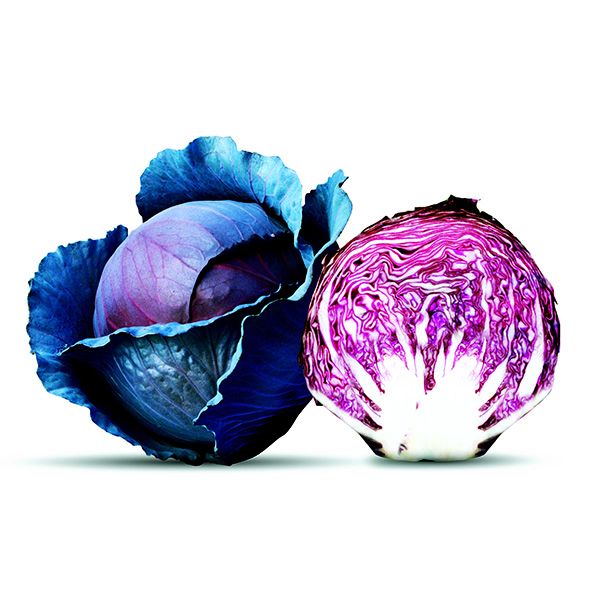 RED DYNASTY Repolho SEMINIS