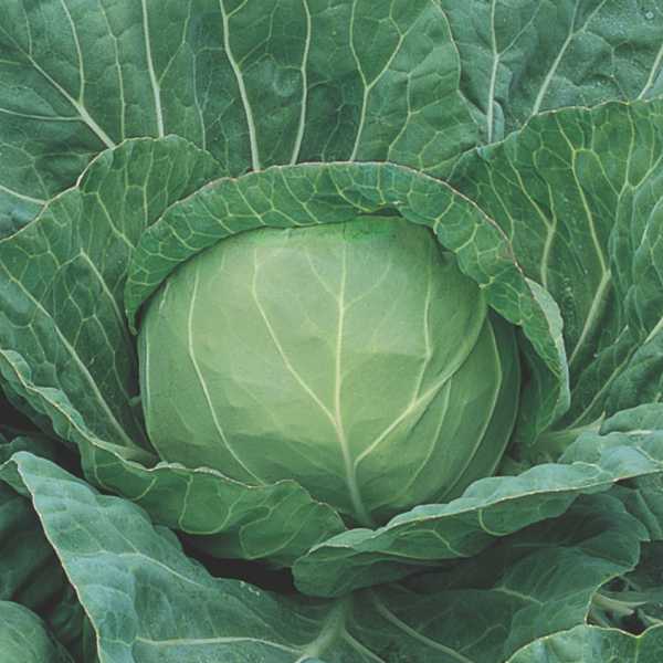 DIAMOND EXPRS Cabbage SEMINIS