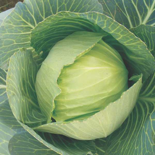 DOLARES Cabbage SEMINIS