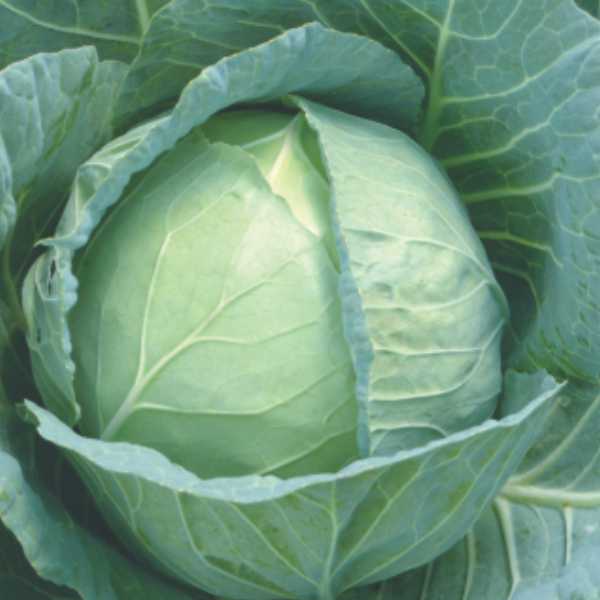 GANNESHA Cabbage SEMINIS
