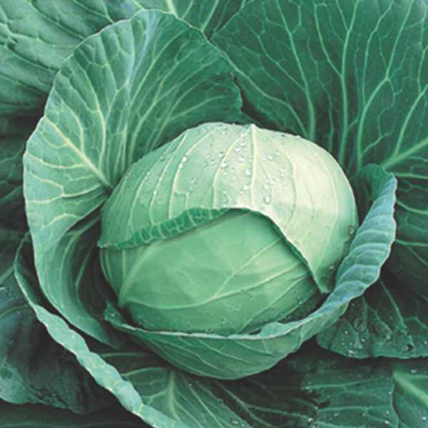 SVS 1431 Cabbage SEMINIS