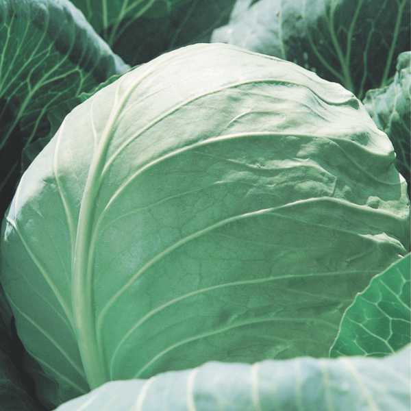 MILLENIUM III Cabbage SEMINIS