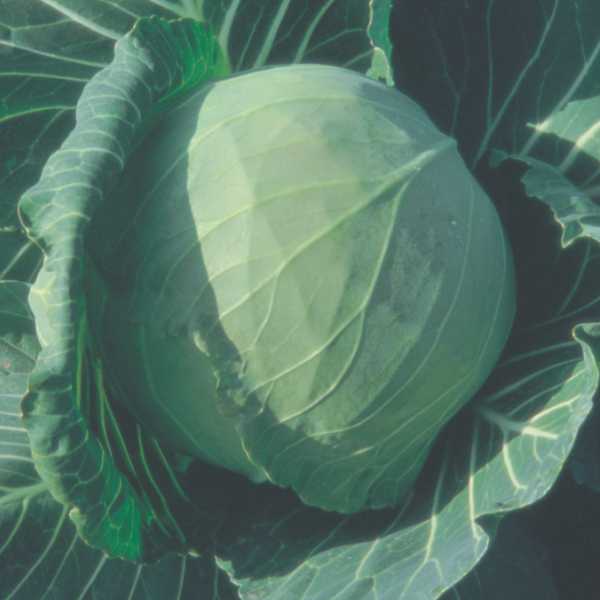 SAINT Cabbage SEMINIS