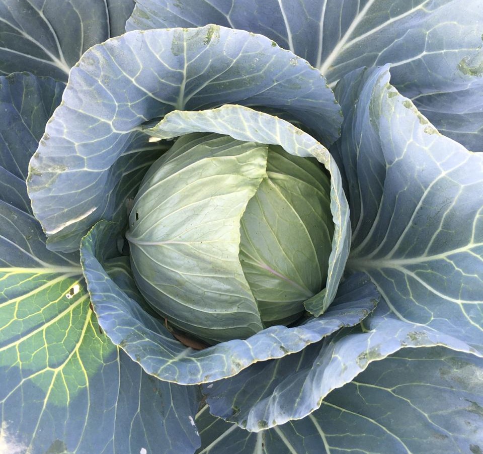 TROPICANA Cabbage SEMINIS