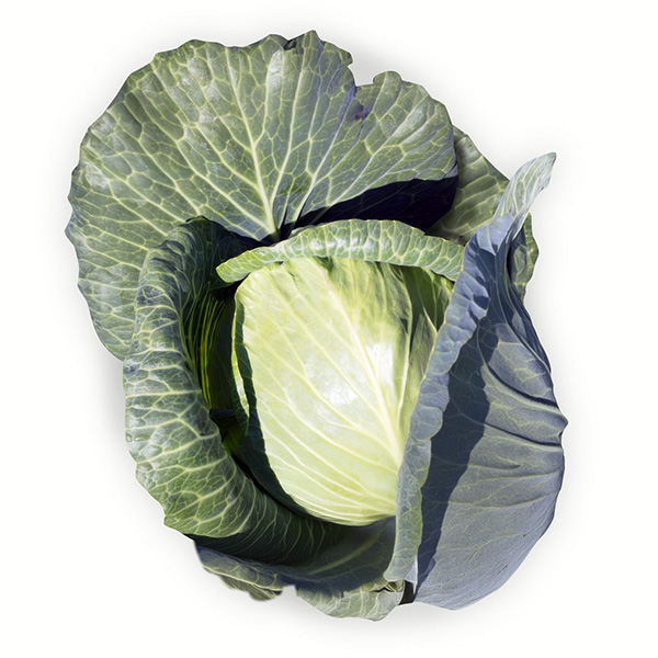 RINDA Repollo SEMINIS