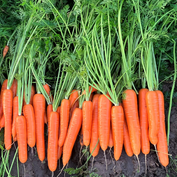 CATANIA Carrot SEMINIS