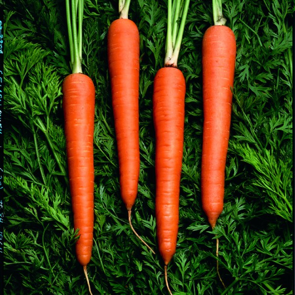 CELLOBUNCH Carrot SEMINIS