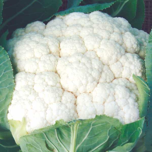 RUSHMORE Cauliflower SEMINIS