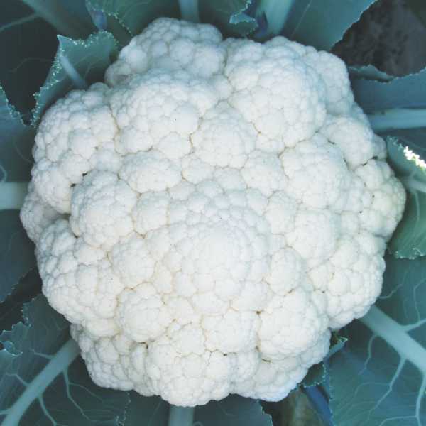 SV3630AC Cauliflower SEMINIS