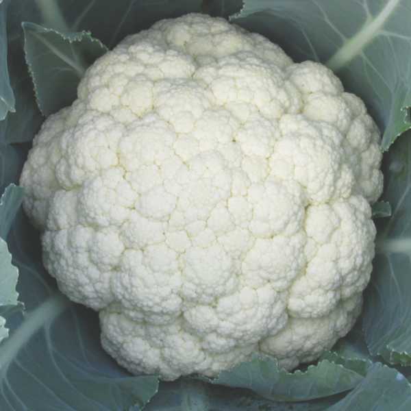 SV4051AC Cauliflower SEMINIS