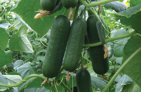 MINI STARS Komkommer DERUITER