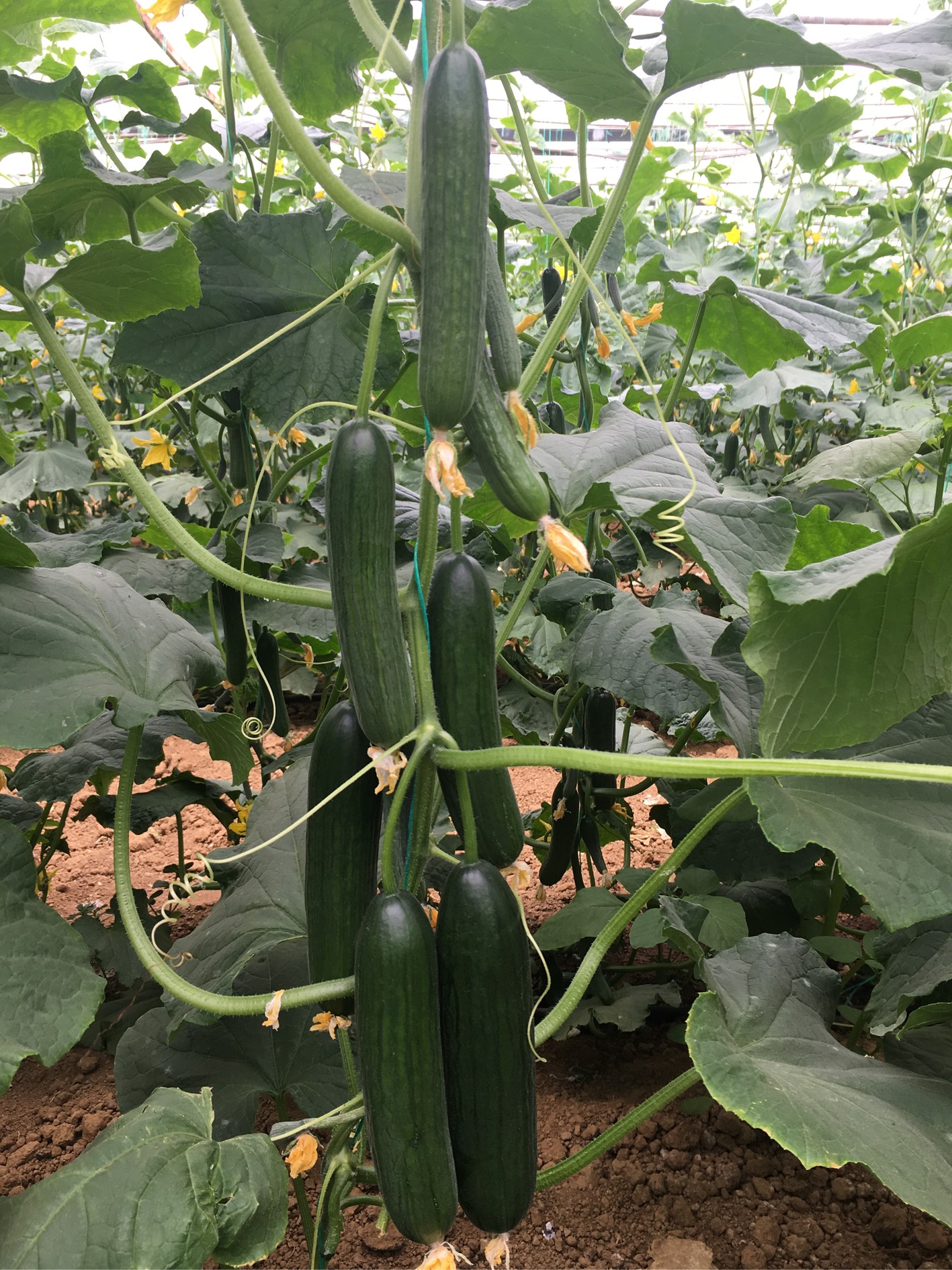 KISMET Hıyar Tohumu | SEMINIS