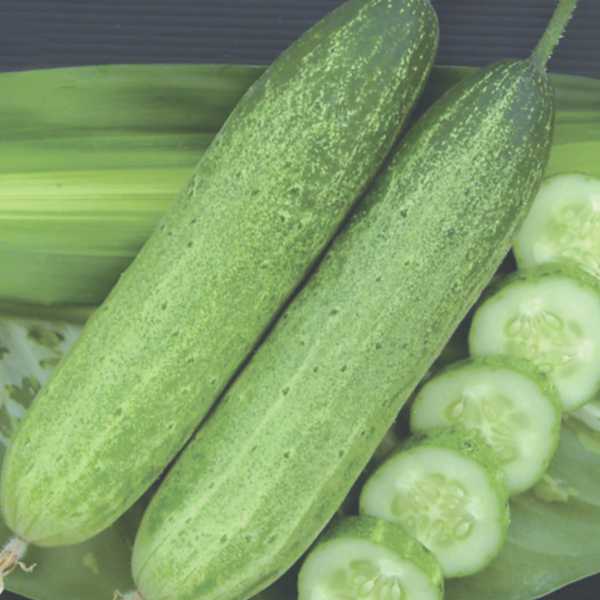 PADMINI Cucumber SEMINIS