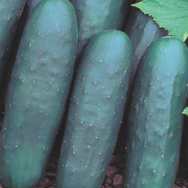 ROHINI Cucumber SEMINIS