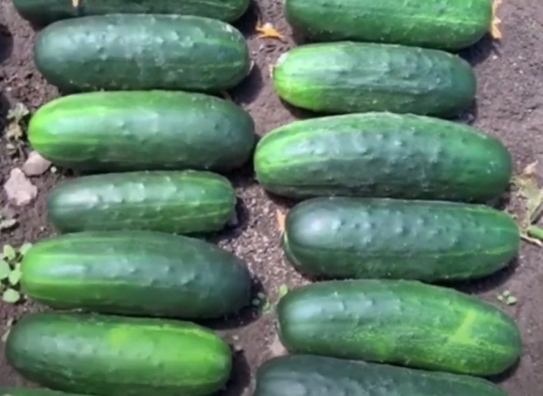ESPIRIT Cucumber SEMINIS