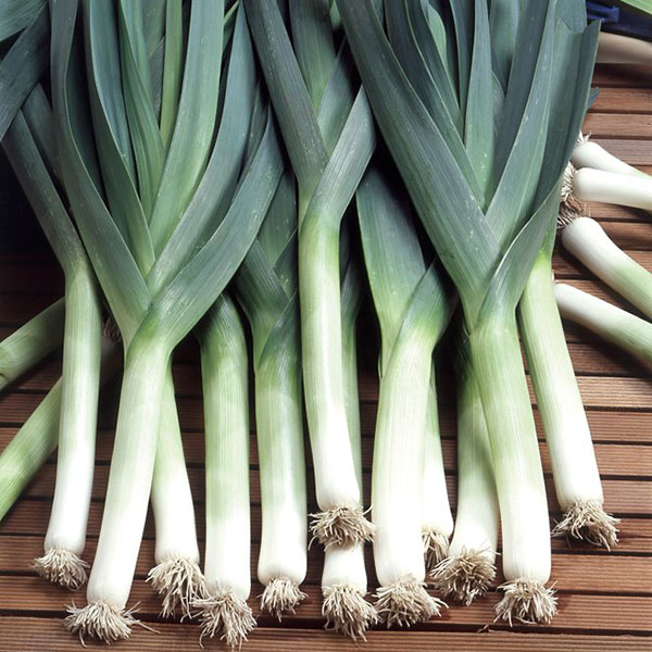 VOLTA Leek SEMINIS