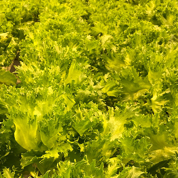 FRILLASTI Lettuce SEMINIS
