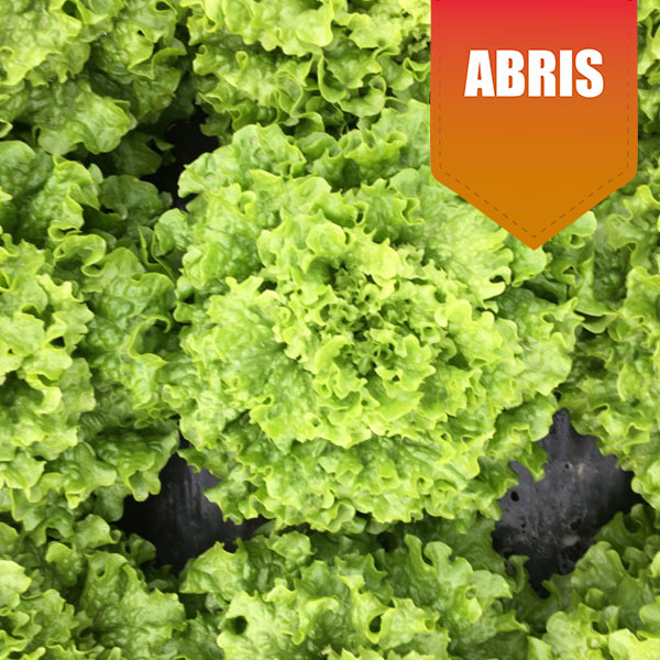 NORALA Laitues SEMINIS