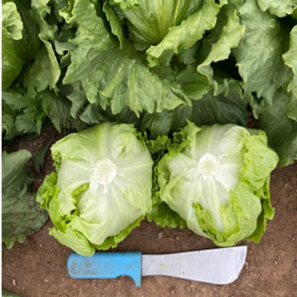 [hybridLabel] [cropLabel] [brand]