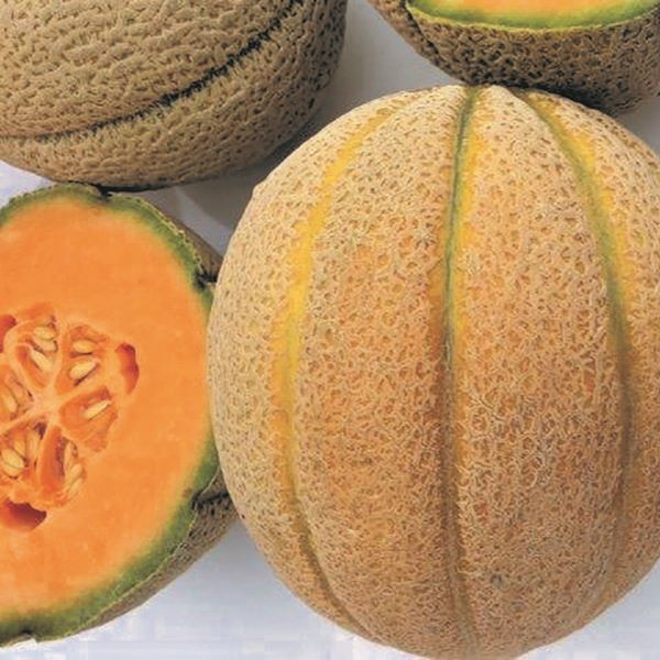 SV7881ML Melon SEMINIS