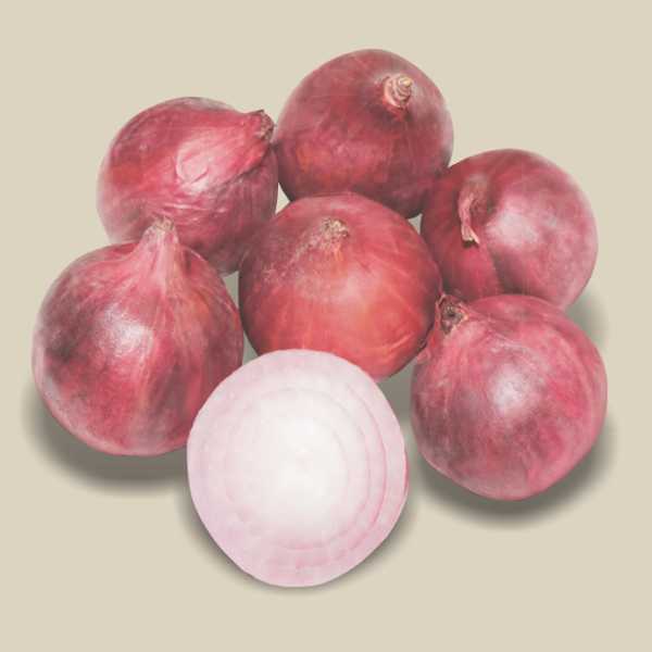 CEYLON Onion SEMINIS