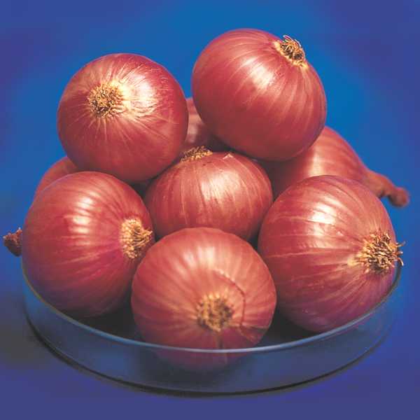 ROYAL SELECTION Onion SEMINIS