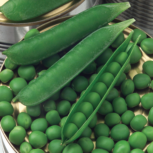 ASHTON Pea | SEMINIS