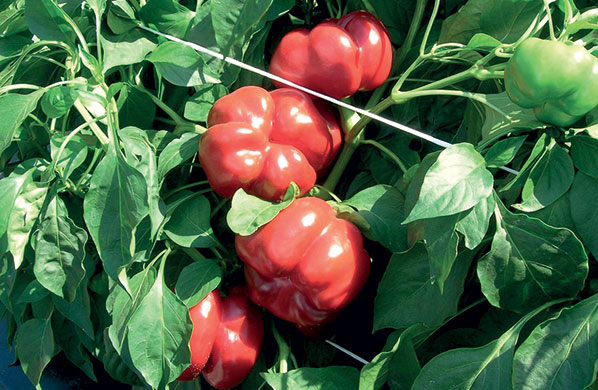 [hybridLabel] [cropLabel] [brand]