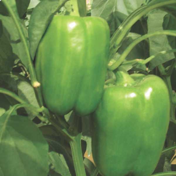 SV1865PB Pepper SEMINIS