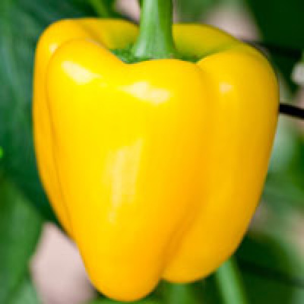 SHANGHAI Papryka SEMINIS