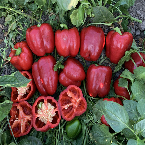 ELDRIDGE Pepper SEMINIS