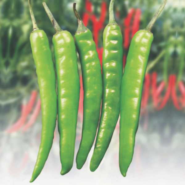GOLDEN HOT Pepper SEMINIS