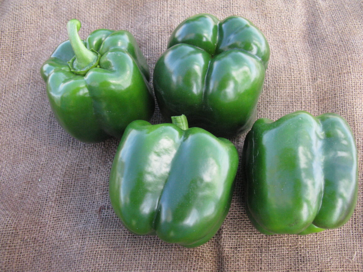 HAMMERHEAD Pepper SEMINIS